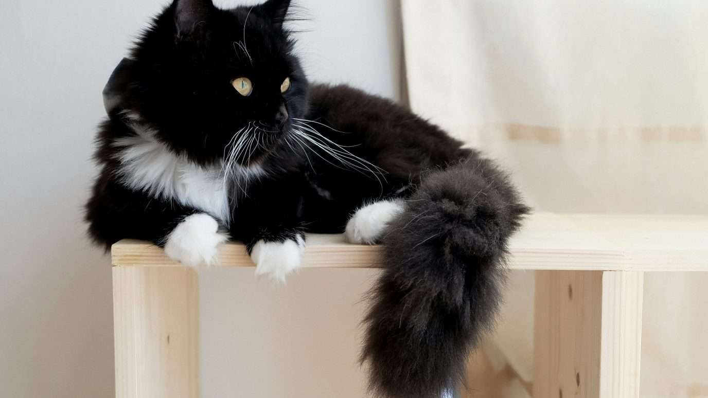 Soul Cat Wisdom: 7 Signs of a Deeper Connection